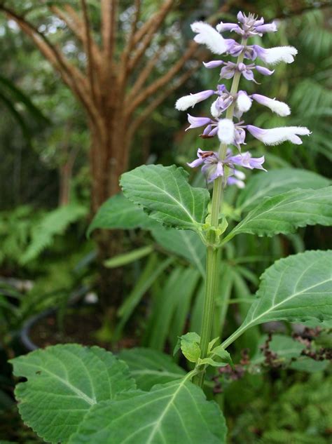 Top 999 Salvias Images Amazing Collection Salvias Images Full 4K