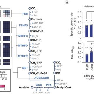 Gene Fitness Of The W L Pathway During Heterotrophic And Autotrophic