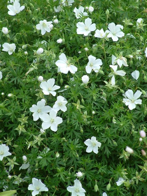 Geranium Sanguineum Album The Beth Chatto Gardens