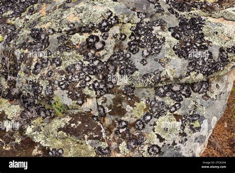 Lichen Community Dominated By Umbilicaria Pustulata Or Lasallia