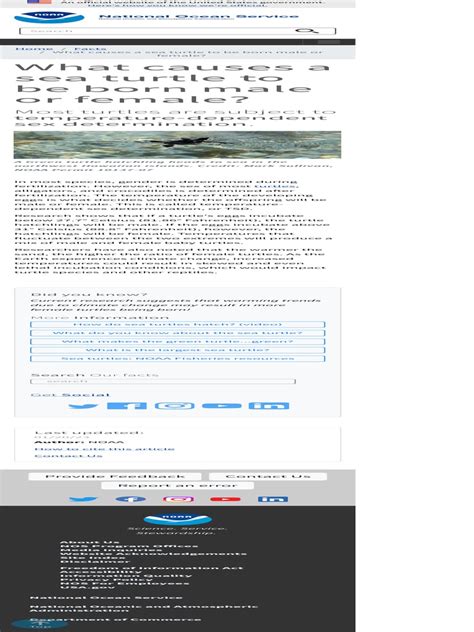 What Causes A Sea Turtle To Be Born Male Or Female Pdf Sea Turtle