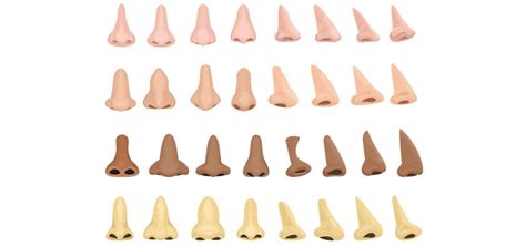 14 Different Nose Shapes Stormuni