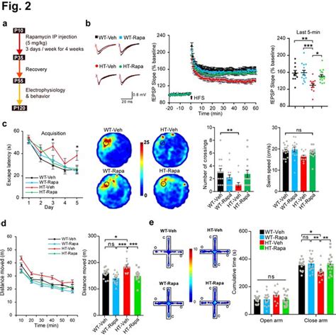 Upstream And Downstream Of Mtorc1 And Mtorc2 The Signaling Network Of
