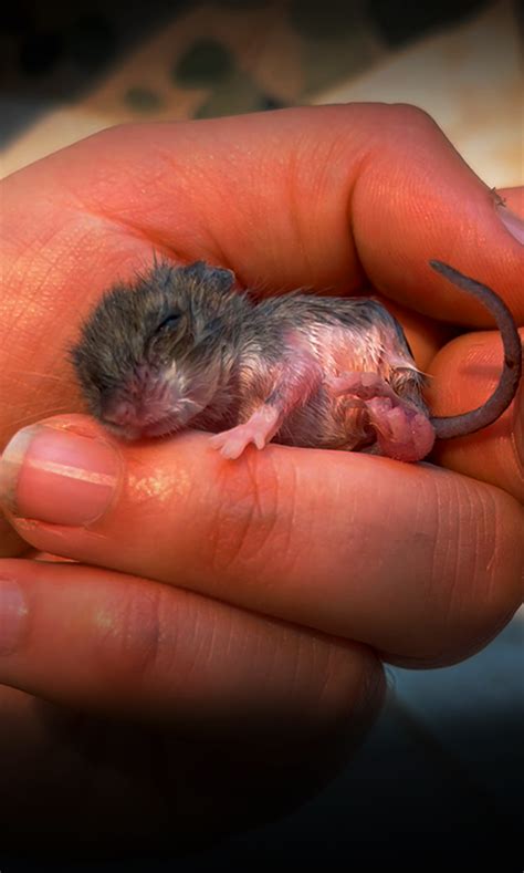 Tiny Mouse Library