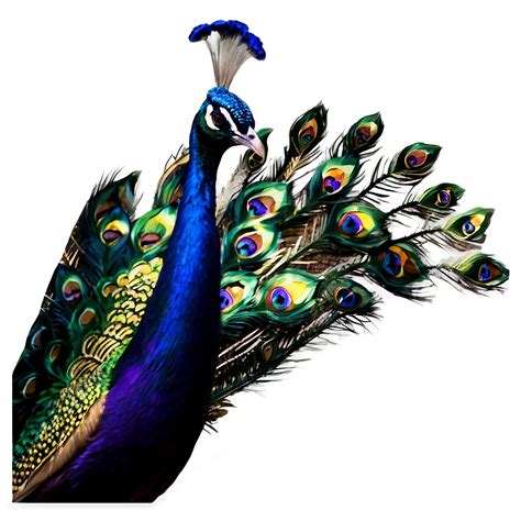 Download Peacock A