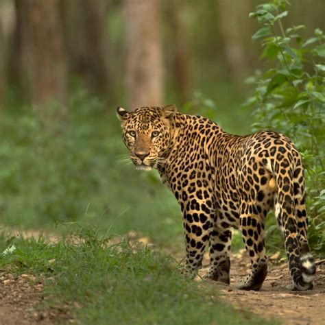 Tadoba Core Zone Vs Buffer Zone Explained Tadoba Core Zone Vs Buffer Zone Explained