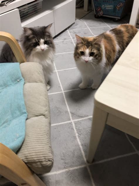 猫合宿最終日 前夜 迷える羊 人生後半戦の歩き方