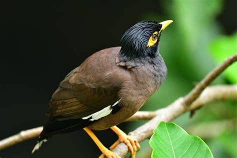 Myna Symbolism And Meaning Totem Spirit And Omens World Birds