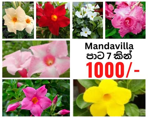 Mandavilla 7 Package Fresh Orchid Lanka