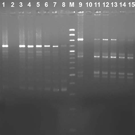 Polymerase Chain Reaction Amplification Products Obtained With Issr Download Scientific Diagram