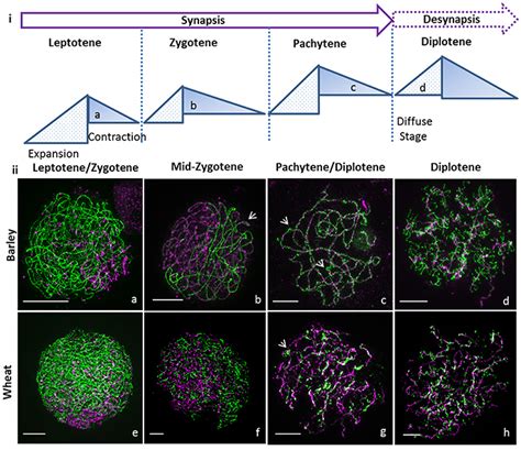 Diplotene