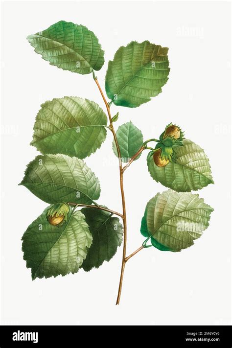 Vintage Hazelnut Tree Branch Vector Stock Vector Image And Art Alamy