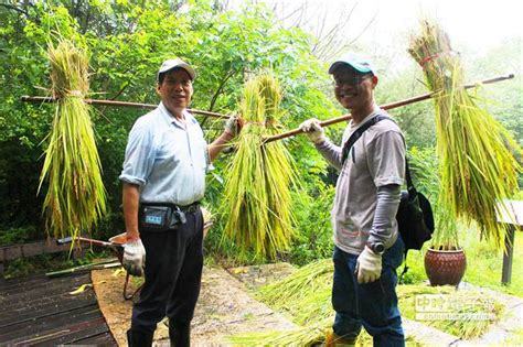 鳥松濕地 民眾大雨中瘋割稻 生活 中時