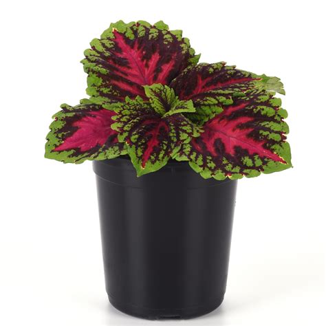 Kong Jr™ Rose Improved Coleus Solenostemon Pas904510 Servescape