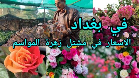 مشتل زهرة المواسم في العراق 🇮🇶 بغداد منطقة صدر القناة إنتاج عراقي 100