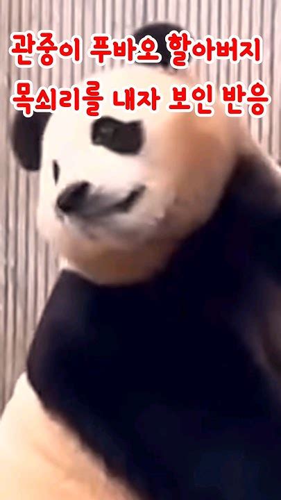 관중이 푸바오 할아버지 목소리를 내자 푸바오의 반응 😰😰😰😰 Youtube
