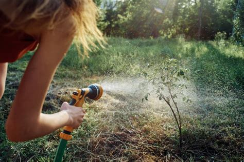 Woman Watering Tree In Garden Countryside Summer Agriculture Stock Image Image Of Greenhouse
