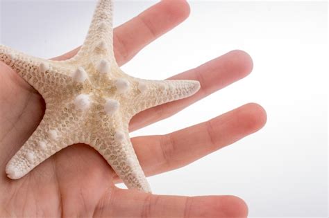 Premium Photo Beautiful Orange Starfish