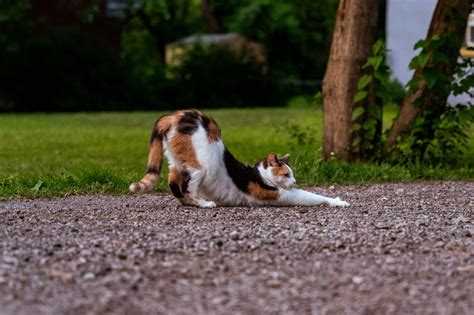 Cosa Vuol Dire Quando Il Gatto Ti Segue Ovunque