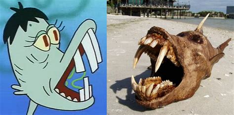 Squidwards Face Resembles A Once Viral Image By Zinadinosaur On Deviantart