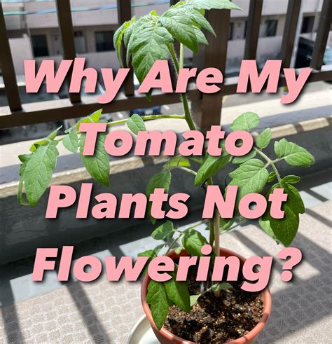 Do Tomato Plants Grow Back Every Year Heres The Truth Tomato