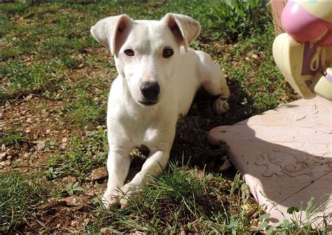 Yoyo Crois Jack Russel Ans Spa De Cabries