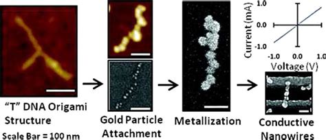 Gold Nanoparticles Which Attached To Dna Origami Structures And
