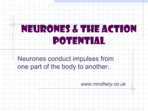 Action Potential Ppt