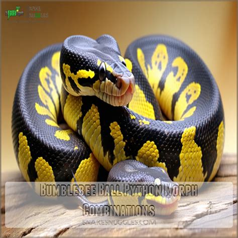 Bumblebee Ball Python Genetics Rare Morph Secrets Revealed