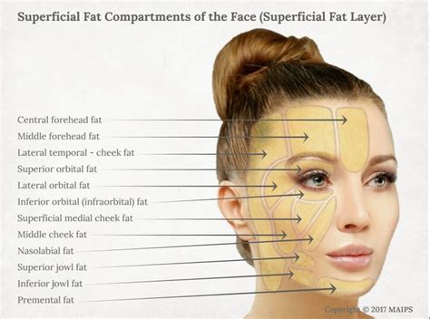 Cheek Bone Anatomy