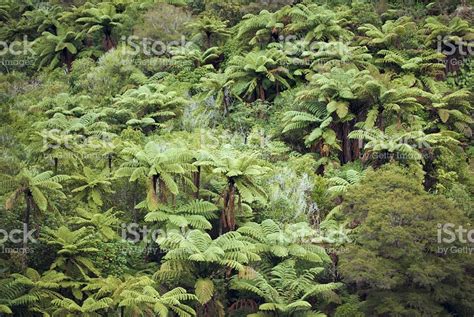 A Soft And Dreamy Nature Background Of The Lush Native Ponga Tree
