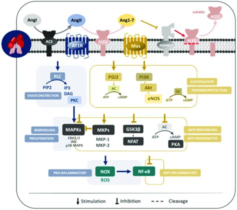 Selected Molecular Pathways Affected By Ace2ang1 7mas Axis In