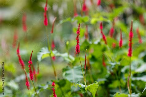 Persicaria Hydropiper Polygonum Hydropiper Smartweed Water Pepper