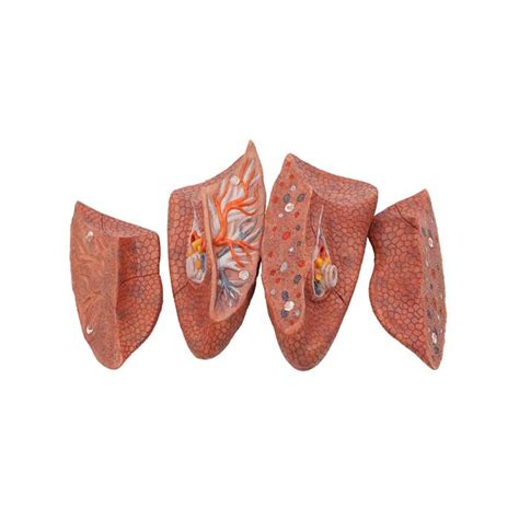 China Human Anatomy Model Organs Manufacturers Suppliers Factory Meiwo