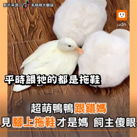 超萌鴨鴨跟錯媽 見腳上拖鞋才是媽 飼主傻眼 媽～你怎麼不動了！ 【超萌鴨鴨跟錯媽 見腳上拖鞋才是媽 飼主傻眼】 影片來源／抖音毛桃桃大
