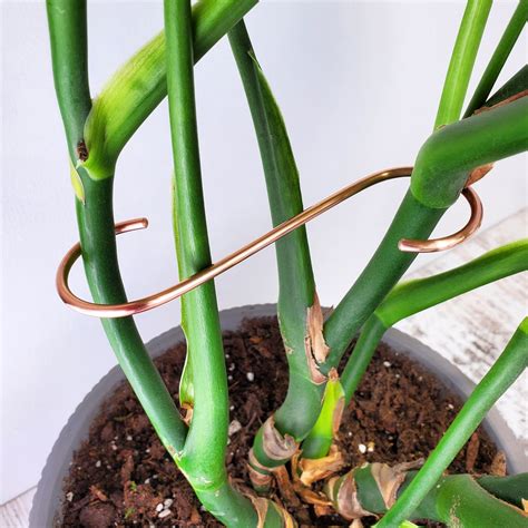 Plant Support Copper Hook Stem Holder For Leaning Plants Indoor Houseplant Accessories Garden