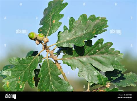 Sessile Durmast Oak Quercus Petraea Quercus Sessiliflora Stock