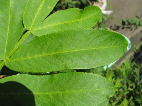 植物編のクルミ科のシナサワグルミ