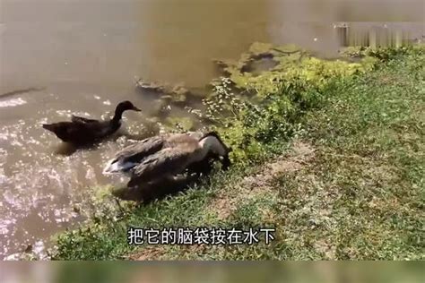 河边发现一只鹅，走近一看不对劲了！