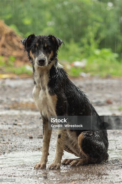 땅에 앉아 비에 젖어있는 사냥개 개에 대한 스톡 사진 및 기타 이미지 개 개과 거리 Istock