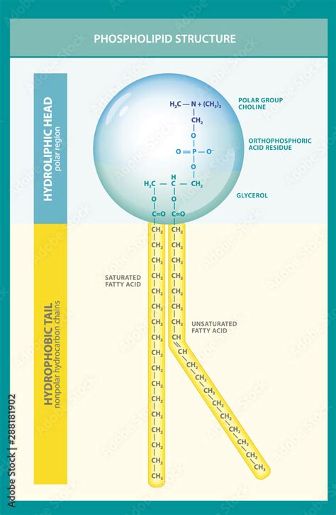 Phospholipid Structure Vector Illustration Stock Vector Adobe Stock