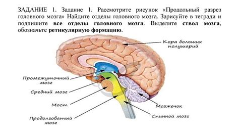 Лабораторная работа №4 Отделы головного мозга презентация онлайн