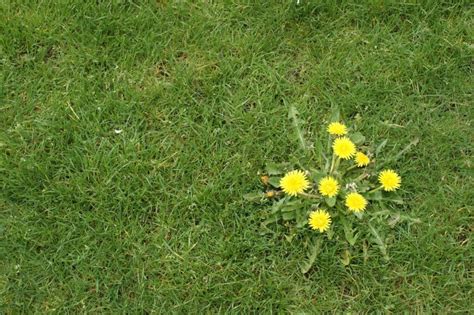 How To Grow Grass Fast This Old House