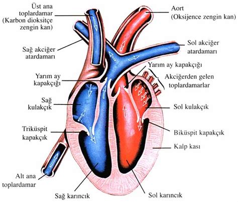 Biyolojisitesi net Dolaşım Sistemleri İnsanda Dolaşım Sistemi Kalp