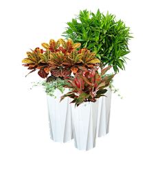 室内植物组合免扣 花瓣网 陪你做生活的设计师 最近超火的白色花箱绿植造景室内植物隔断