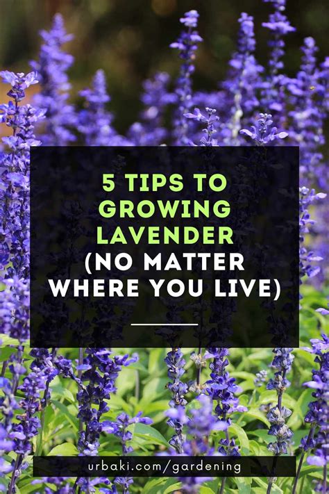 5 Tips To Growing Lavender No Matter Where You Live