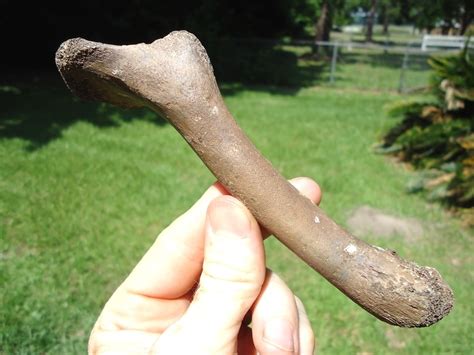 Choice Alligator Humerus Recently Sold Fossils Prehistoric Florida