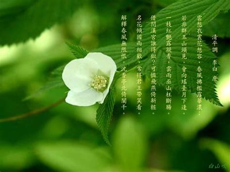 花中有詩詩中有你 吟詩作對心境相隨 絲絲入扣醉入心扉 糸甘菊 ppt download