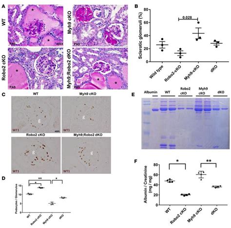 Jci Insight Slit2robo2 Signaling Pathway Inhibits Nonmuscle Myosin
