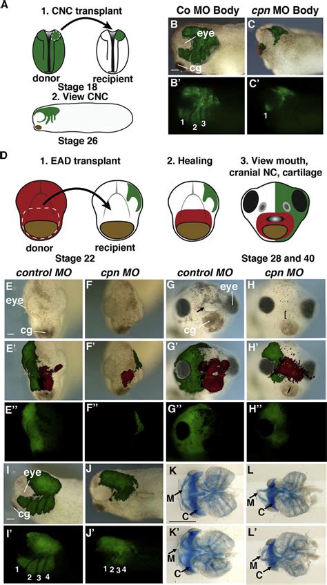 Global And Local Cpn Expression Is Required For Cranial Neural Crest
